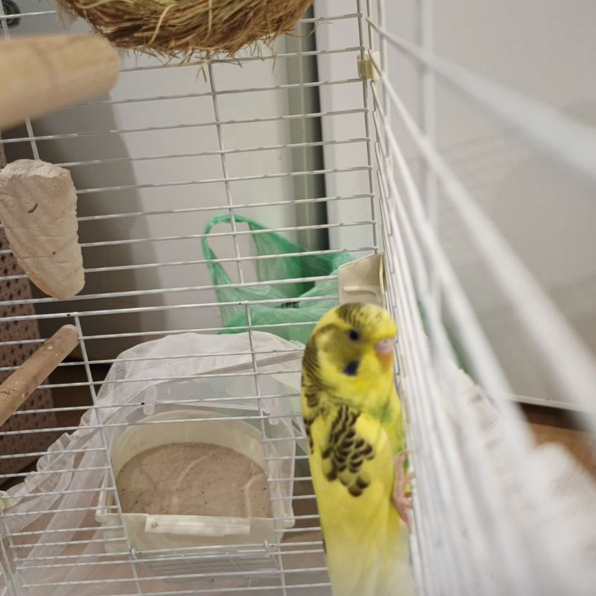 Волнистый попугай с клеткой