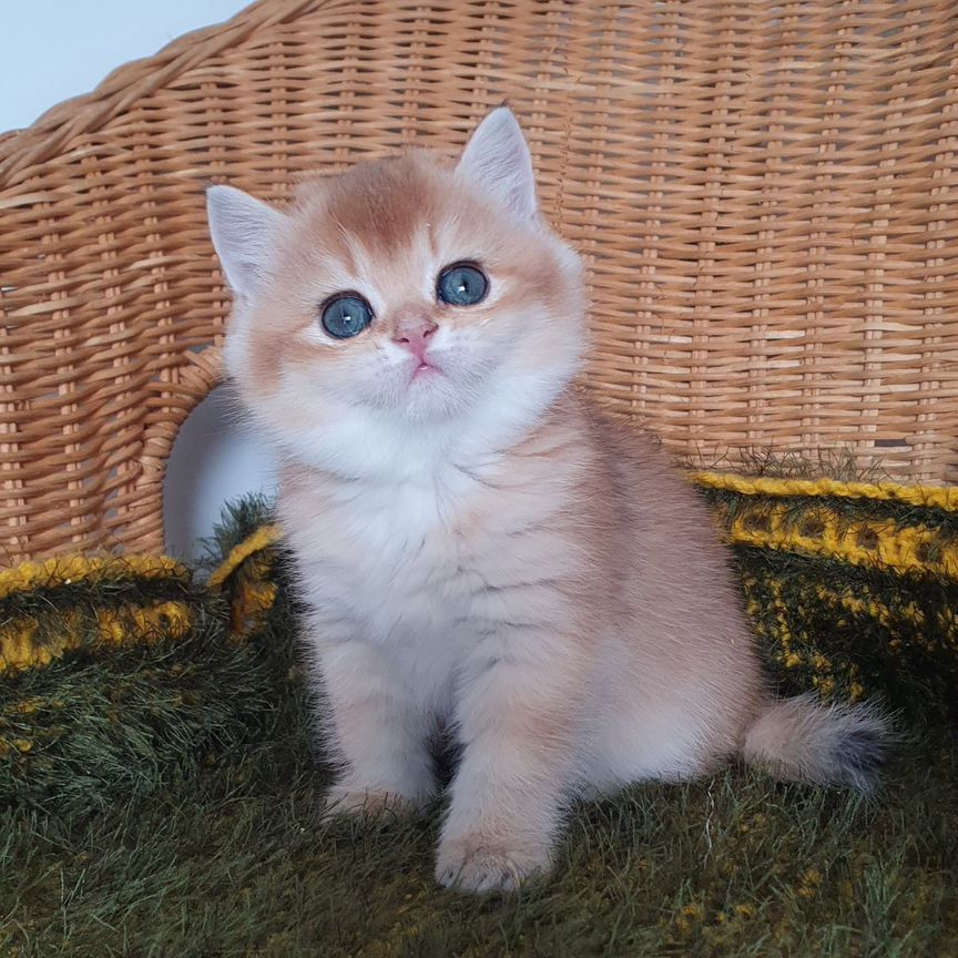 Шотландское золото