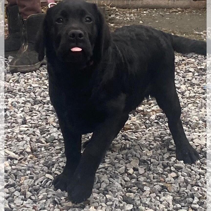 Лабрадор-ретривер, щенок