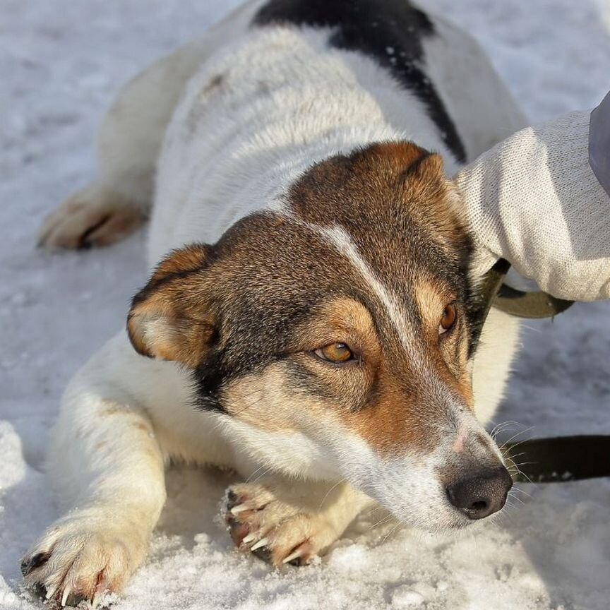 Взрослый пёс в добрые руки