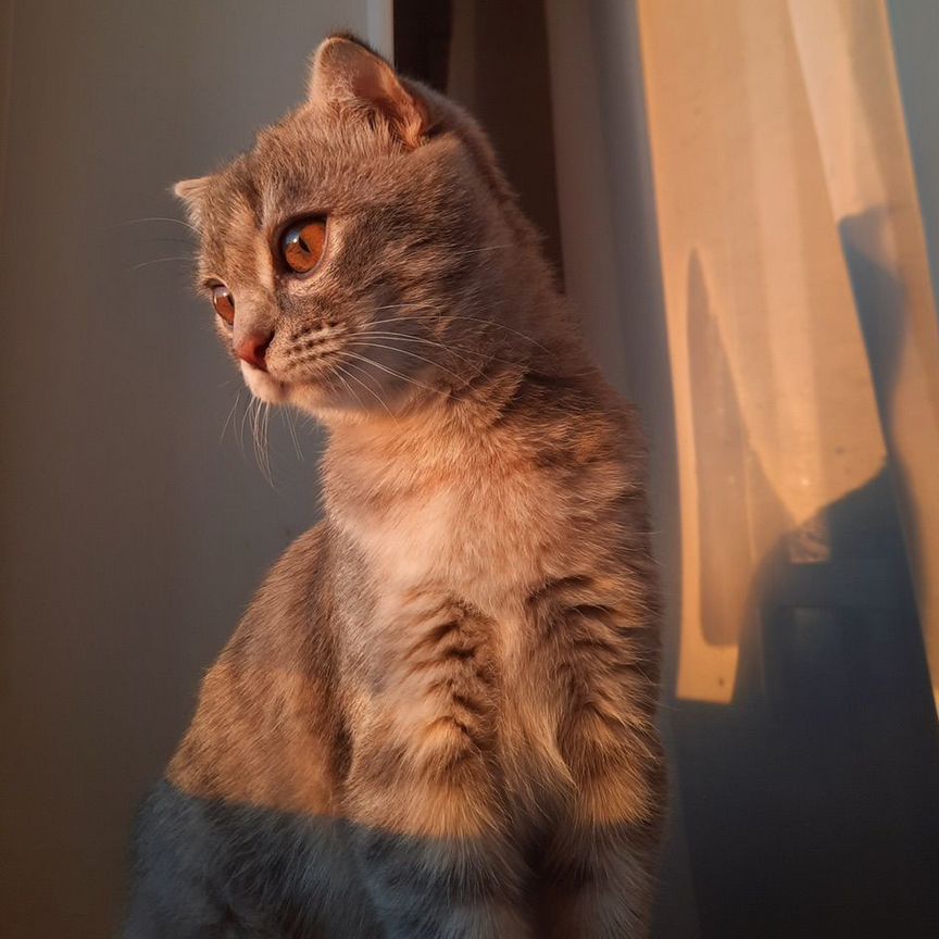 Шотландская вислоухая кошка