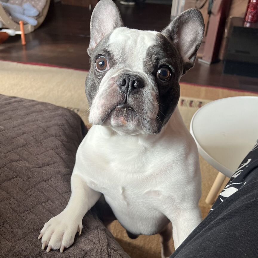 Французский бульдог, взрослый пёс