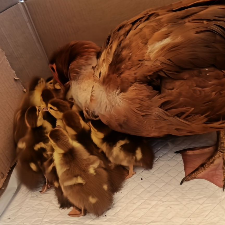 Мускусные утята, индоутята