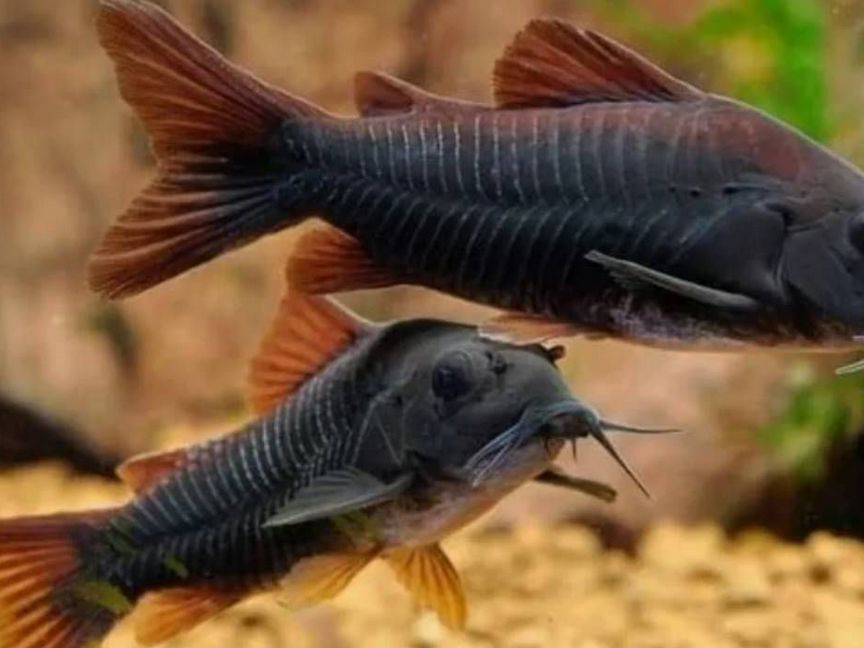 Коридорас венесуэла блэк, аквариумные рыбки