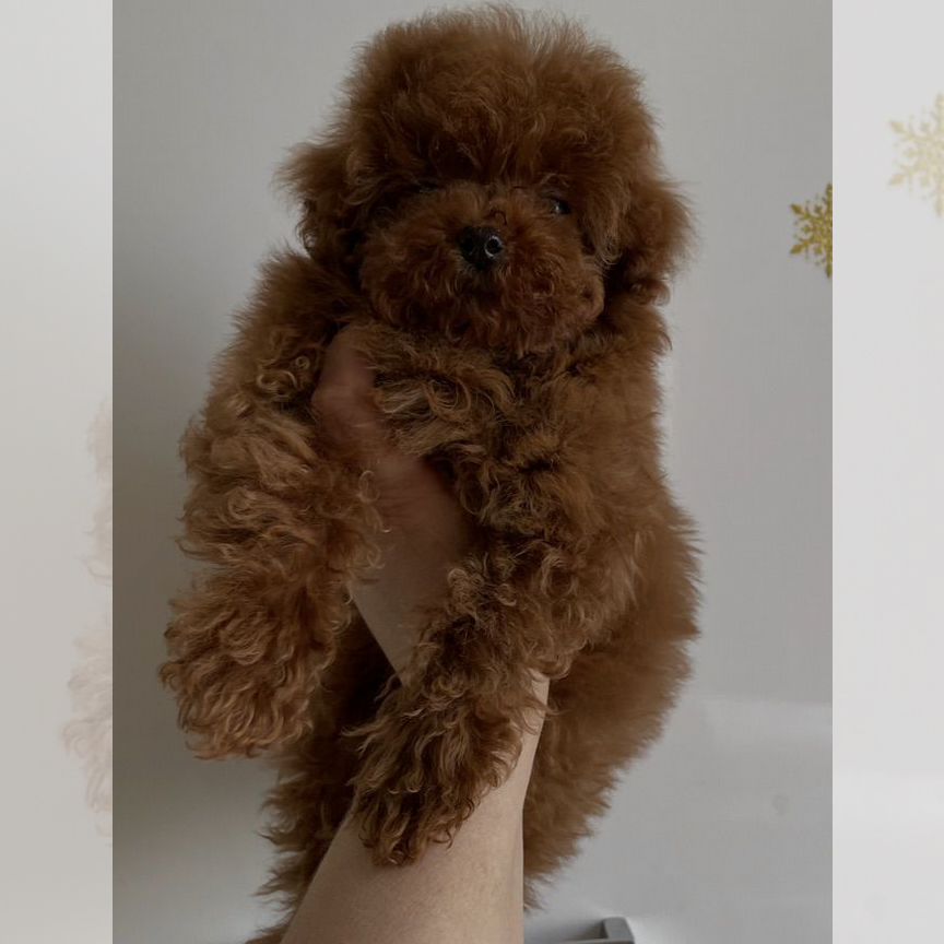 Той-пудель, щенок