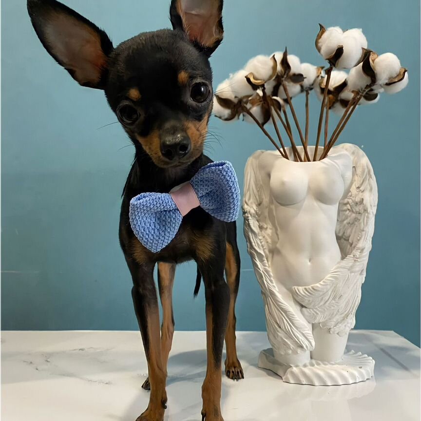 Русский той-терьер, взрослый пёс