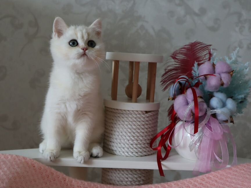 Британские котята, серебристая шиншилла, ns11