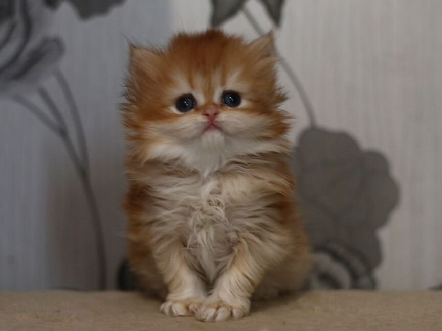 Очаровательные котята британской шинщиллы