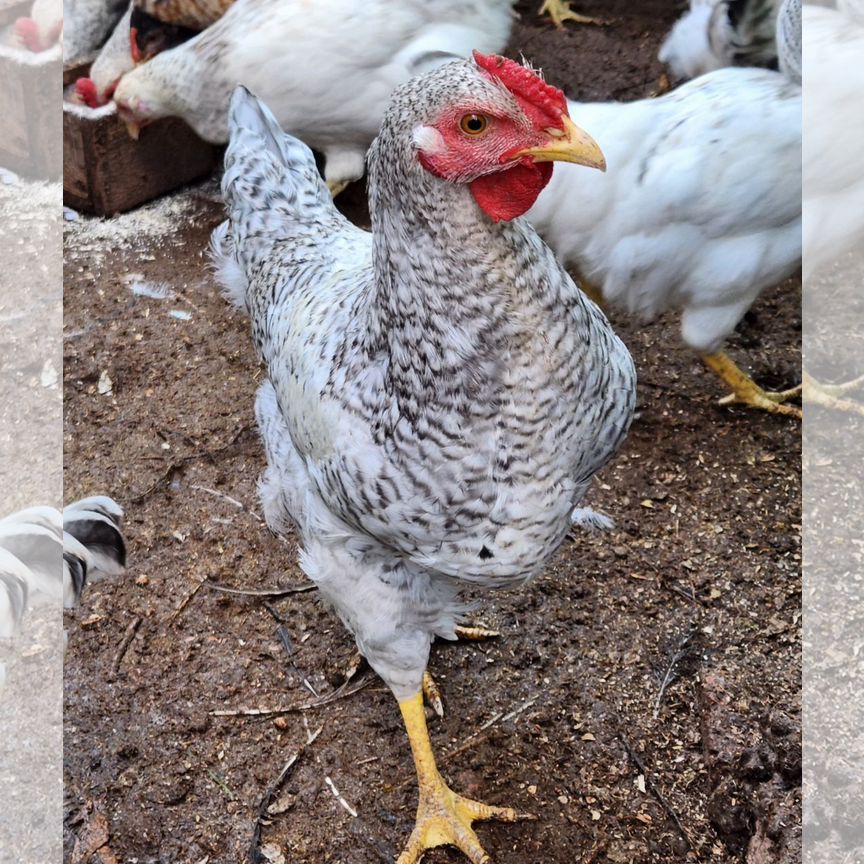 Молодые петухи