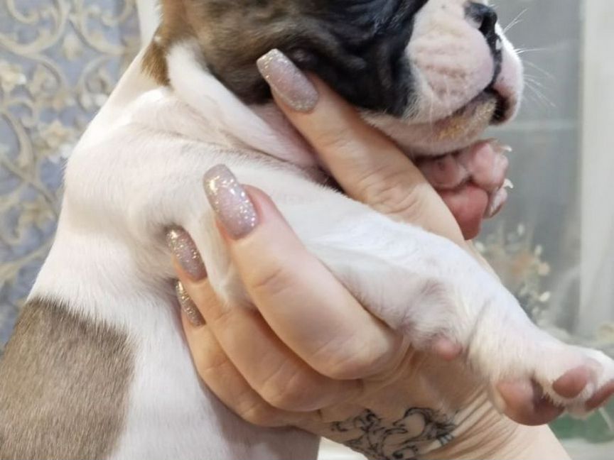 Французский бульдог щенки