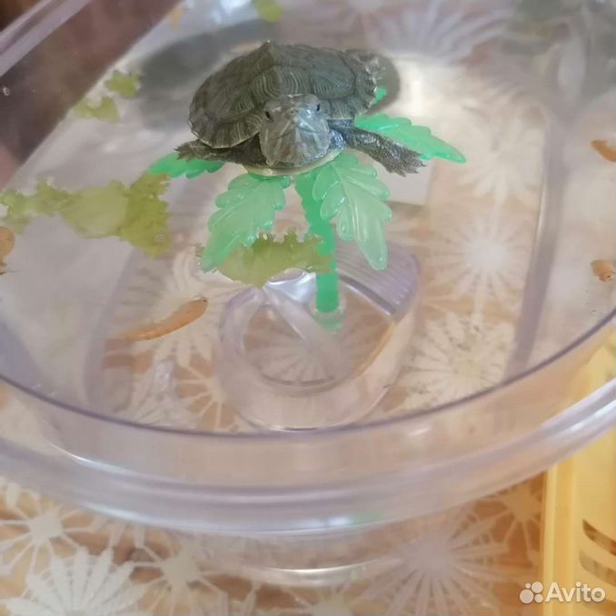 Красноухая черепаха маленькая