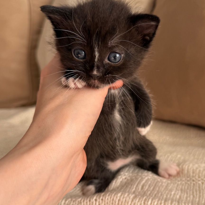 Котёнок в добрые руки
