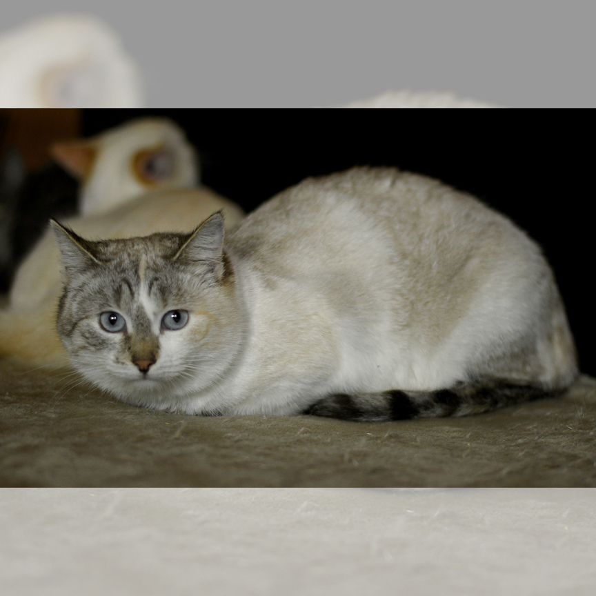 Кошка Сима ищет семью