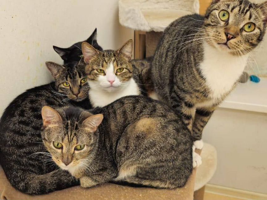 Хорошие котики в поисках семьи