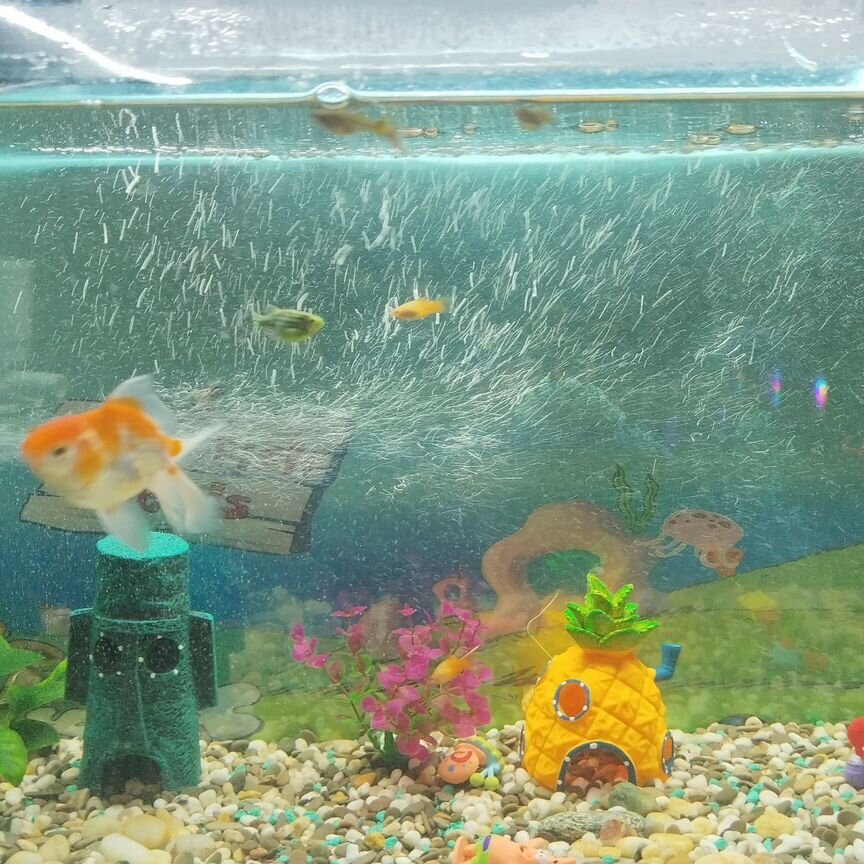 Аквариумные рыбки гуппи