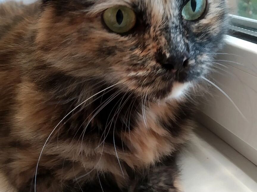 Кошечка Шуня