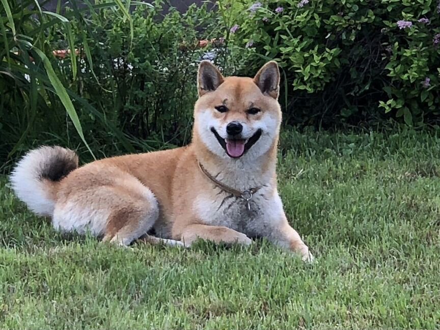 Шиба сиба ину