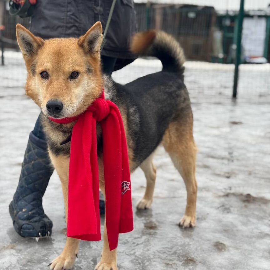 Яркий красивый пёс Феникс. Ему плохо в приюте