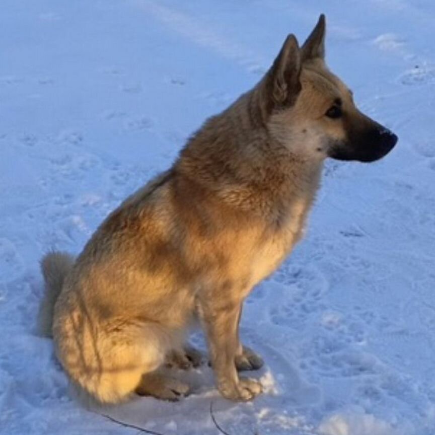 Собака ищет дом