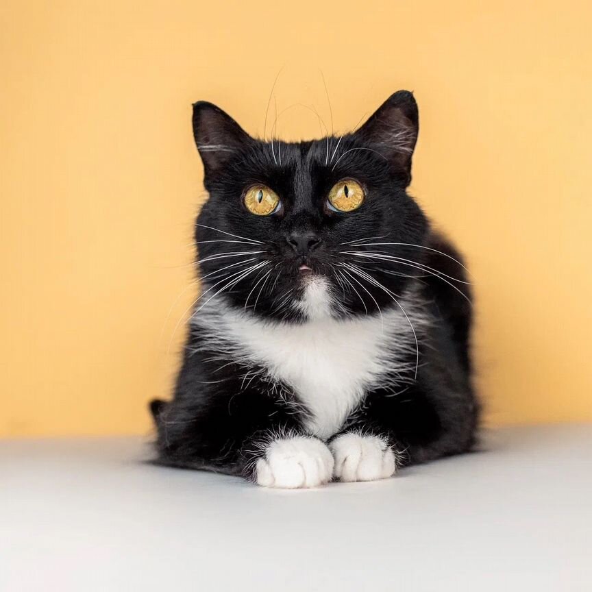 Спокойная, воспитанная, нарядная кошечка Лоло