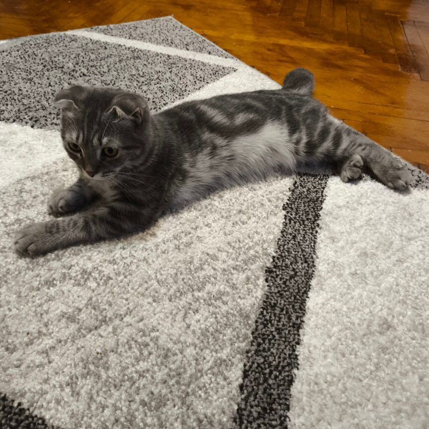 Шотланская кошка