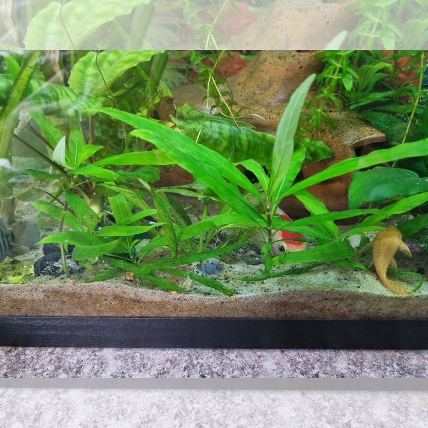 Аквариумные растения