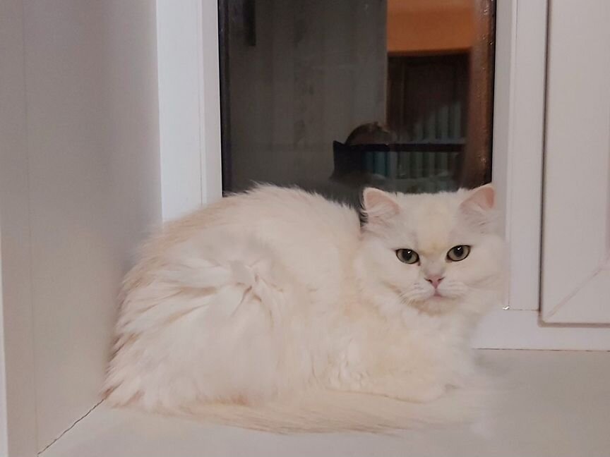 Британская серебристая шиншилла