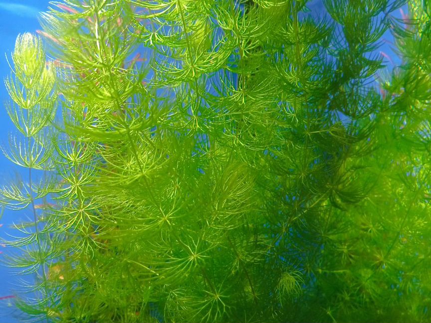 Роголистник в аквариум, обмен