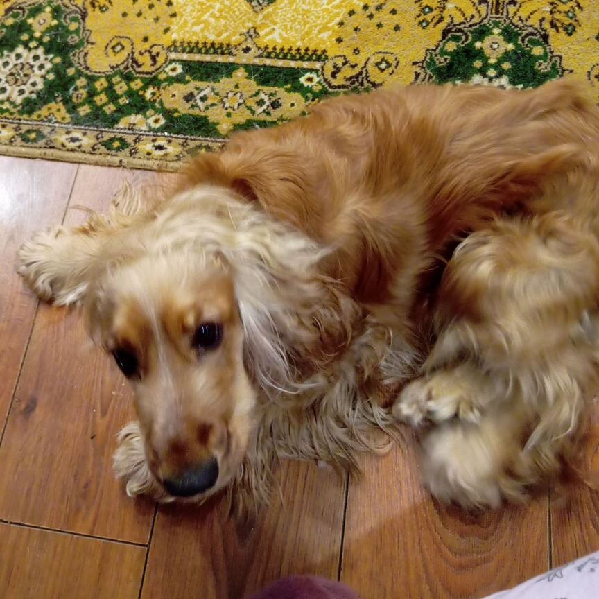 Английский кокер-спаниель, взрослая собака