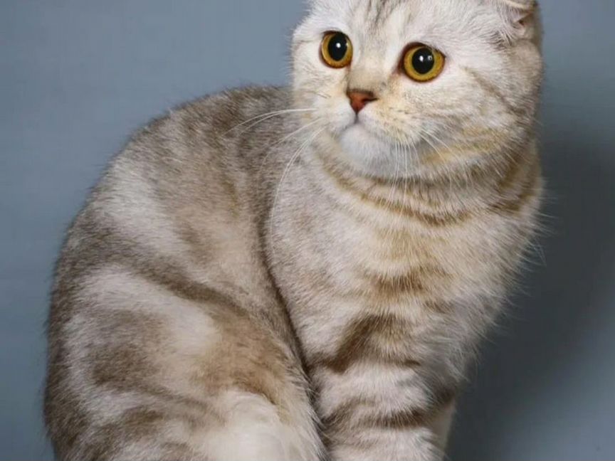 Породистая шотландская девочка