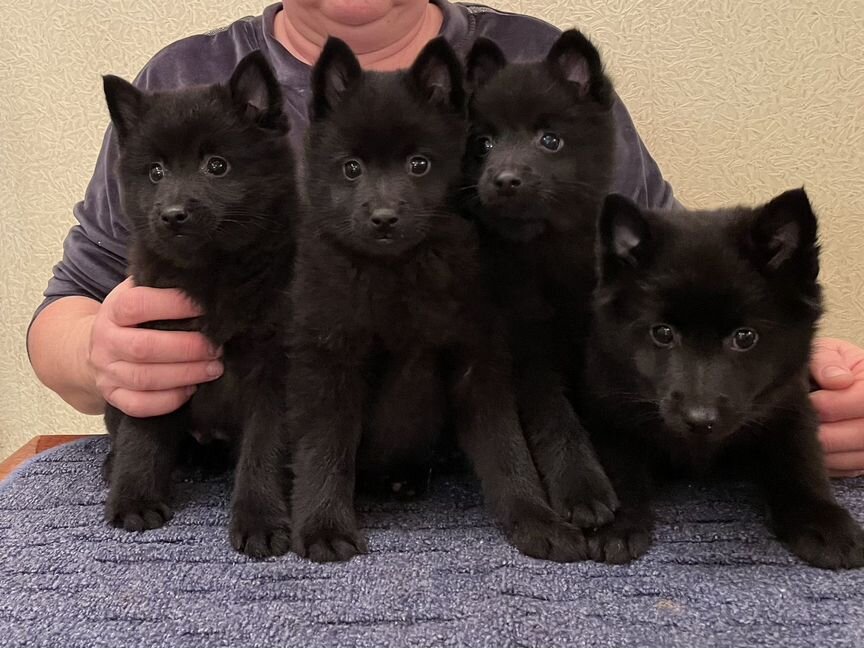 Щенки схипперке (мини овчарка)