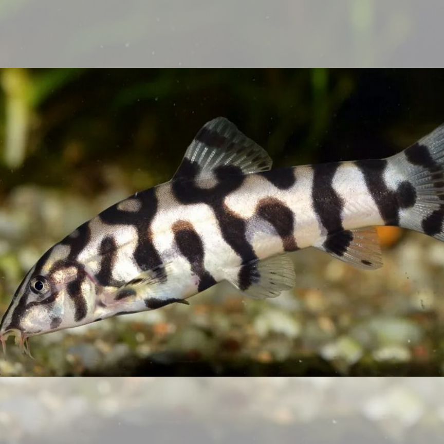 Боция мраморная - Botia lohachata