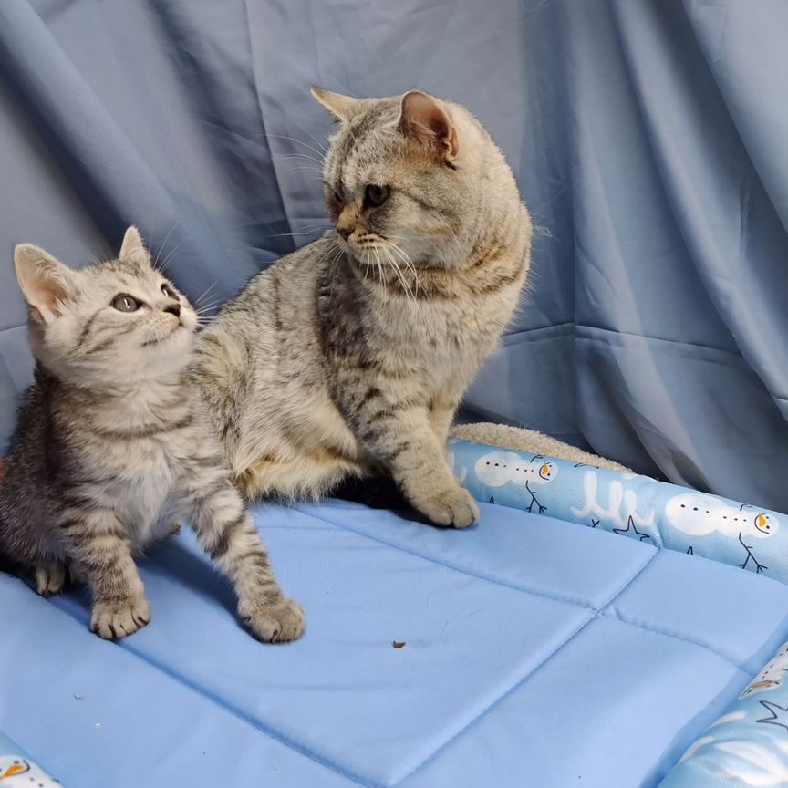 Котенок
