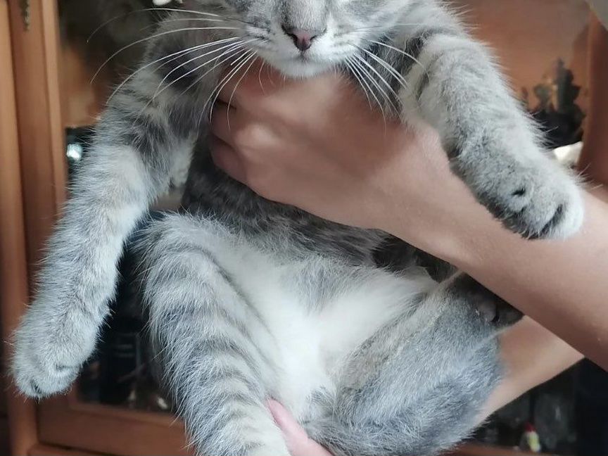 Кошка