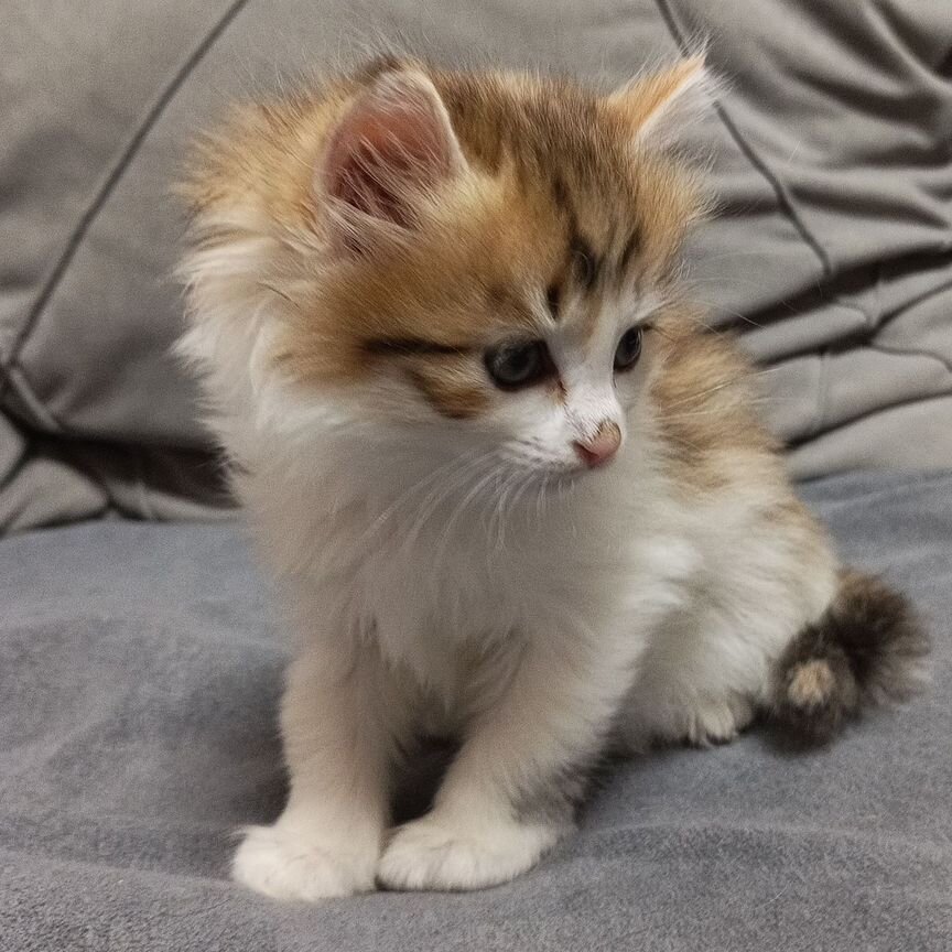 Кошка