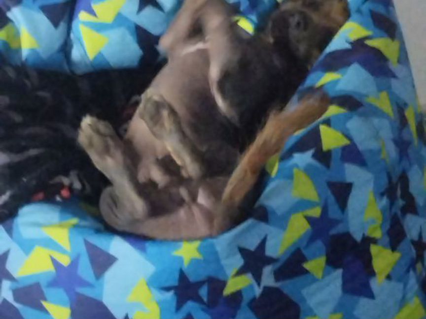 Продается собака