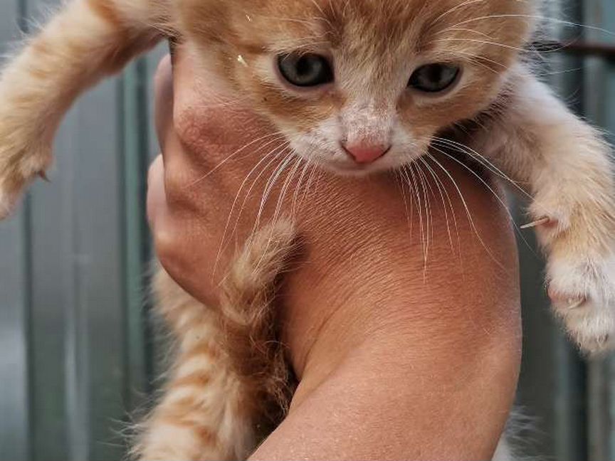 Маленькие котятки ищут своих хозяев
