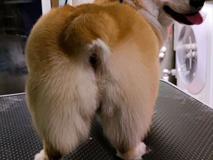 Щенок подросток Корги Пемброк (документы)