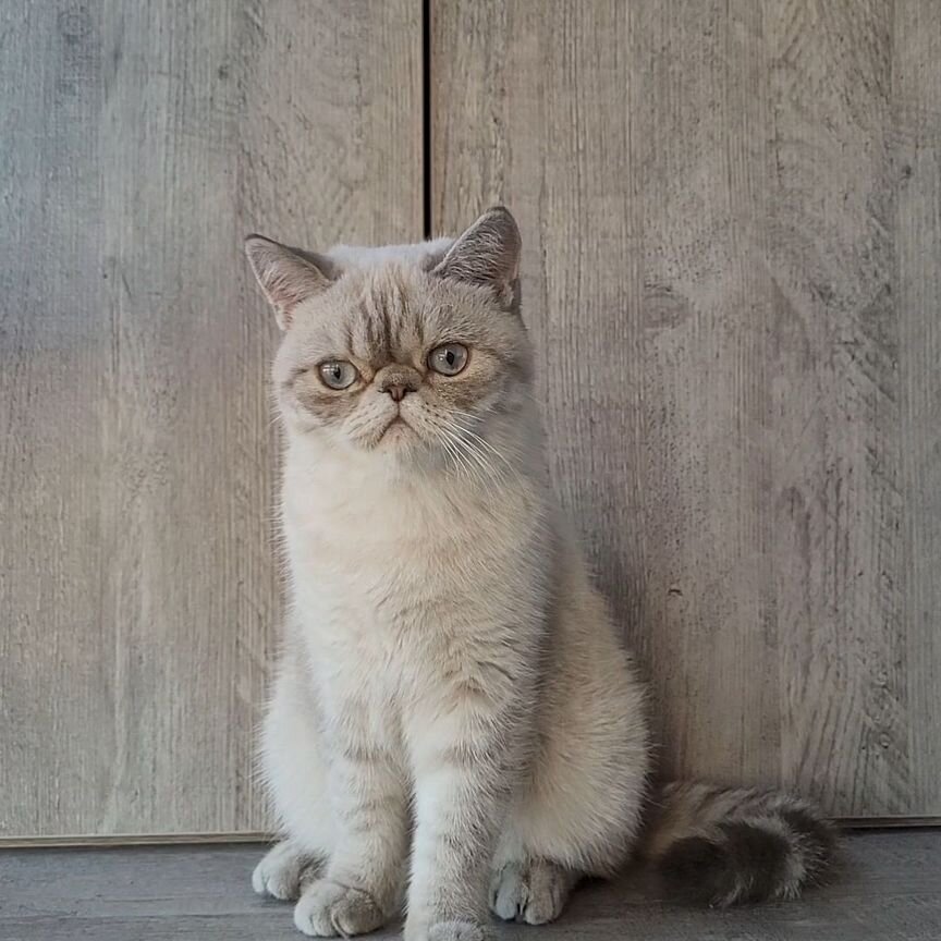 Экзот Экзотические короткошерстные котята