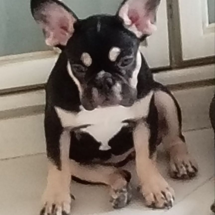 Французский бульдог, щенок