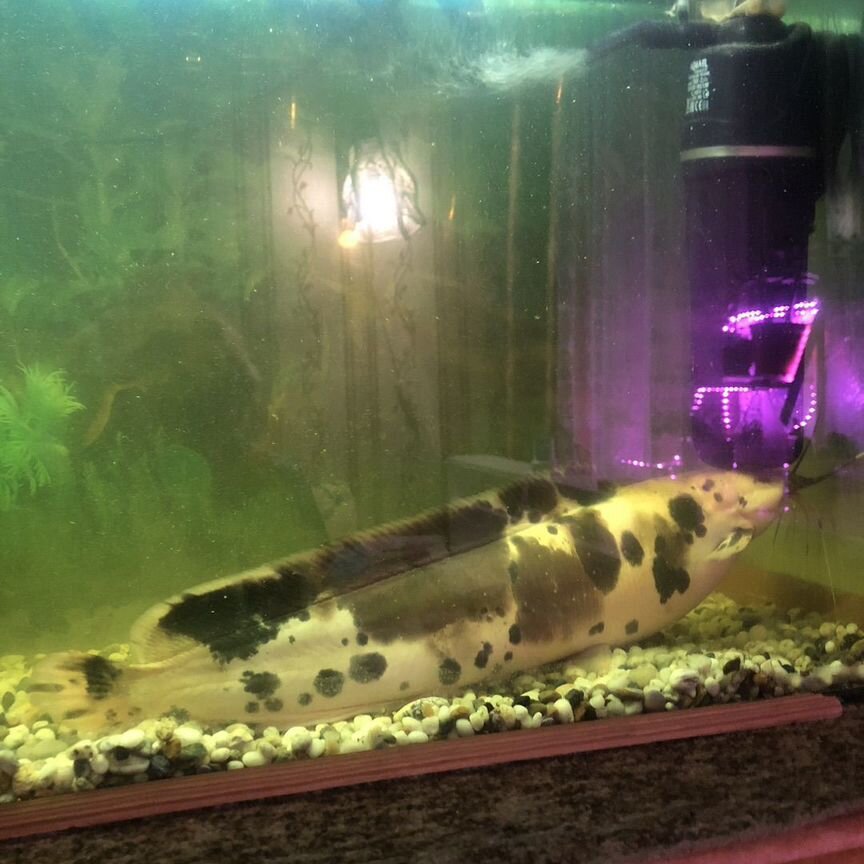 Украшения для аквариума