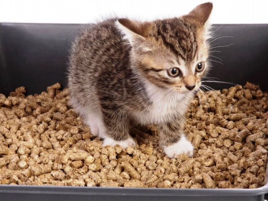 Древесный наполнитель для туалета животных