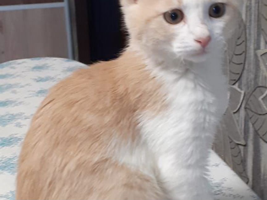 Котёнок Персея