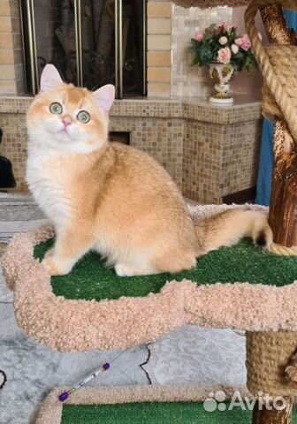 Девочка Ариша