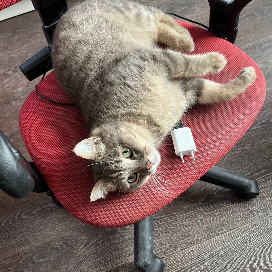 Котик в добрые руки