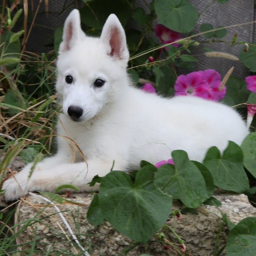 Щенок белоснежный Сибирский хаски девочка