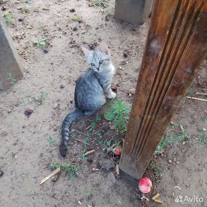 Котята Марсик и Маруся