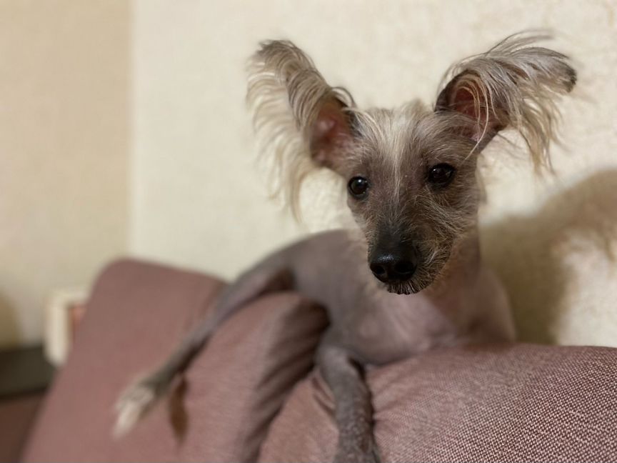 Китайская хохлатая