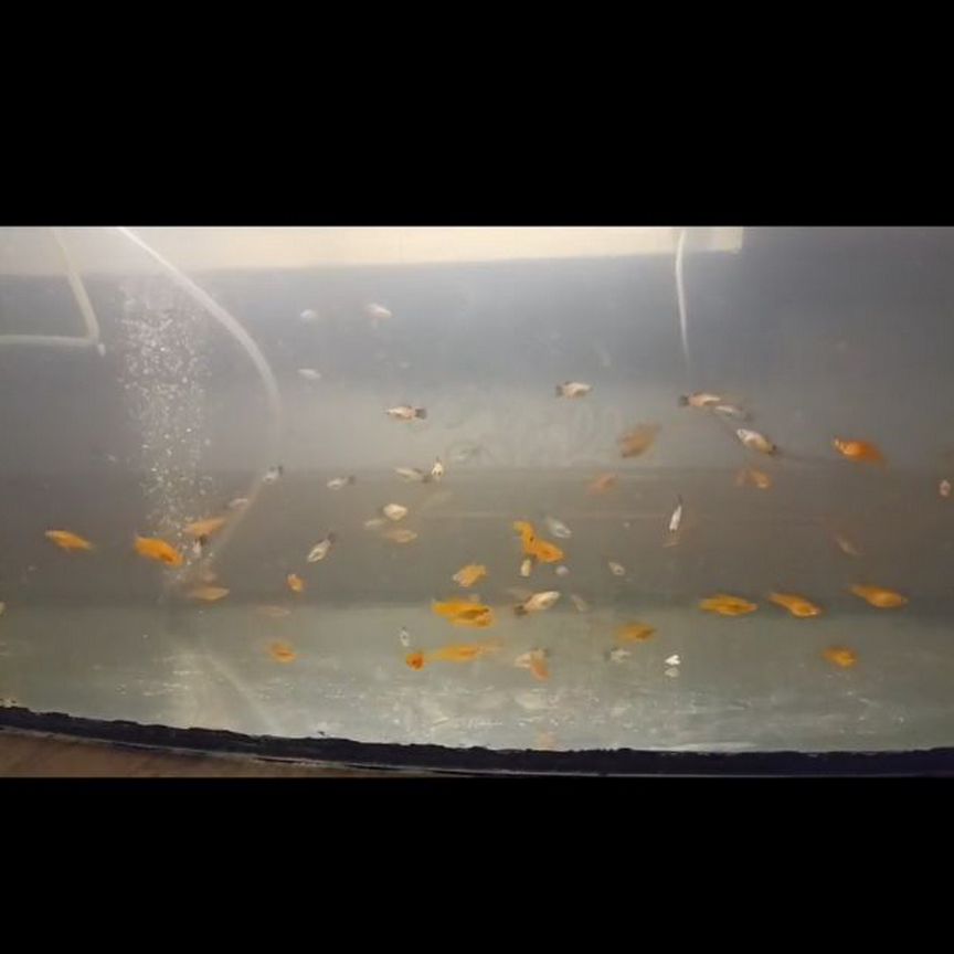 Аквариумные рыбки меченосцы пицилии