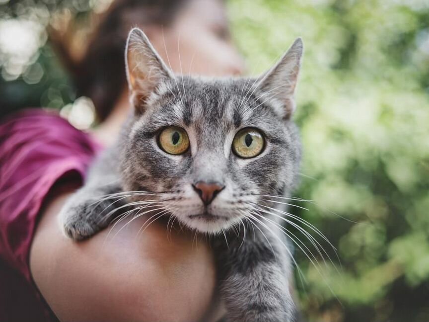 Кошечка ищет дом